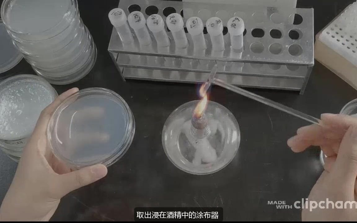 高中生物《土壤中分解尿素的微生物提取和计数》实验视频