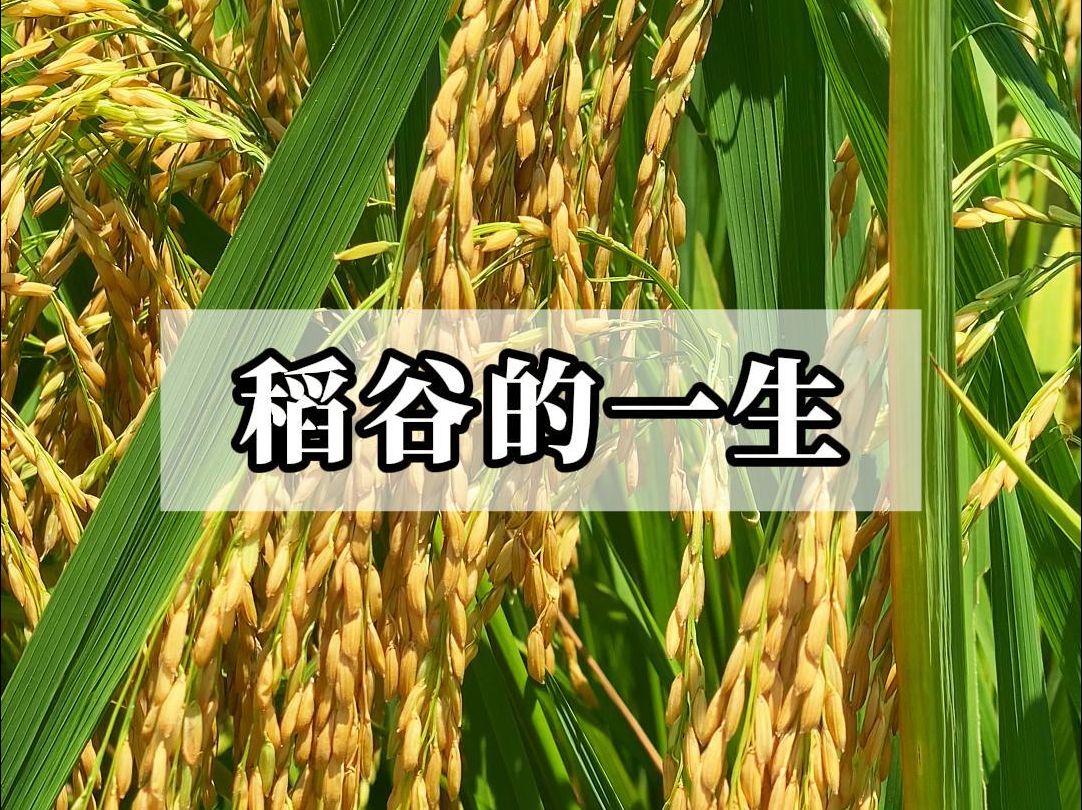 用5个月的时间,记录稻谷的生长,愿早日实现禾下乘凉