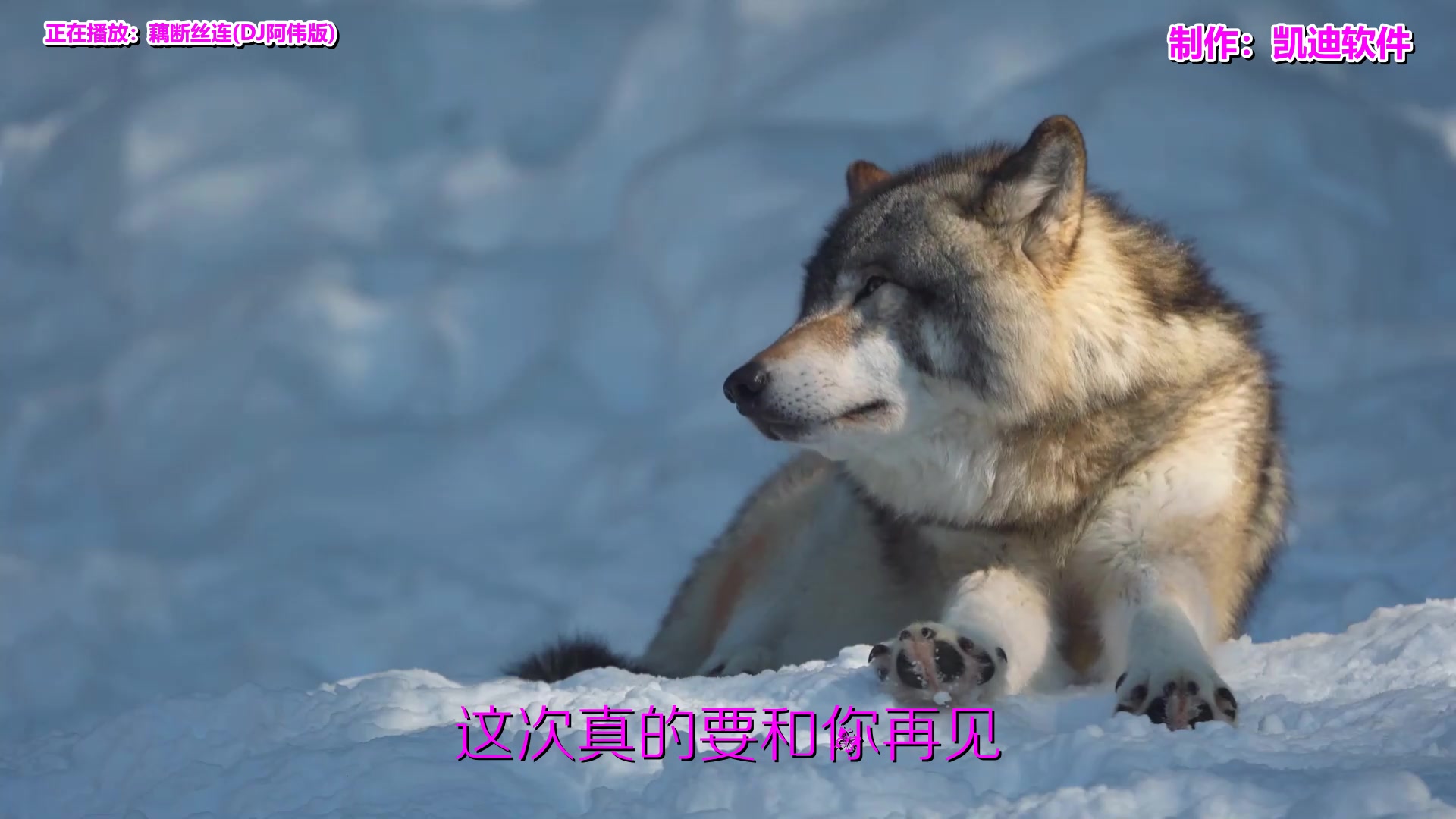 《藕断丝连(DJ阿伟版)》欣赏,mv歌词用什么软件