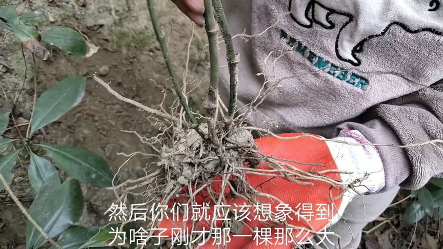 找寻金刚藤 却意外收获了爆红网络的金弹子