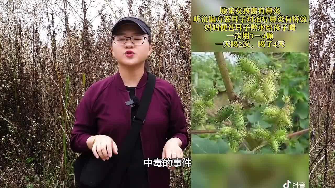 ...再次提醒!这些植物的种子有毒,不能吃!苍耳、蓖麻、曼陀罗、红豆杉...