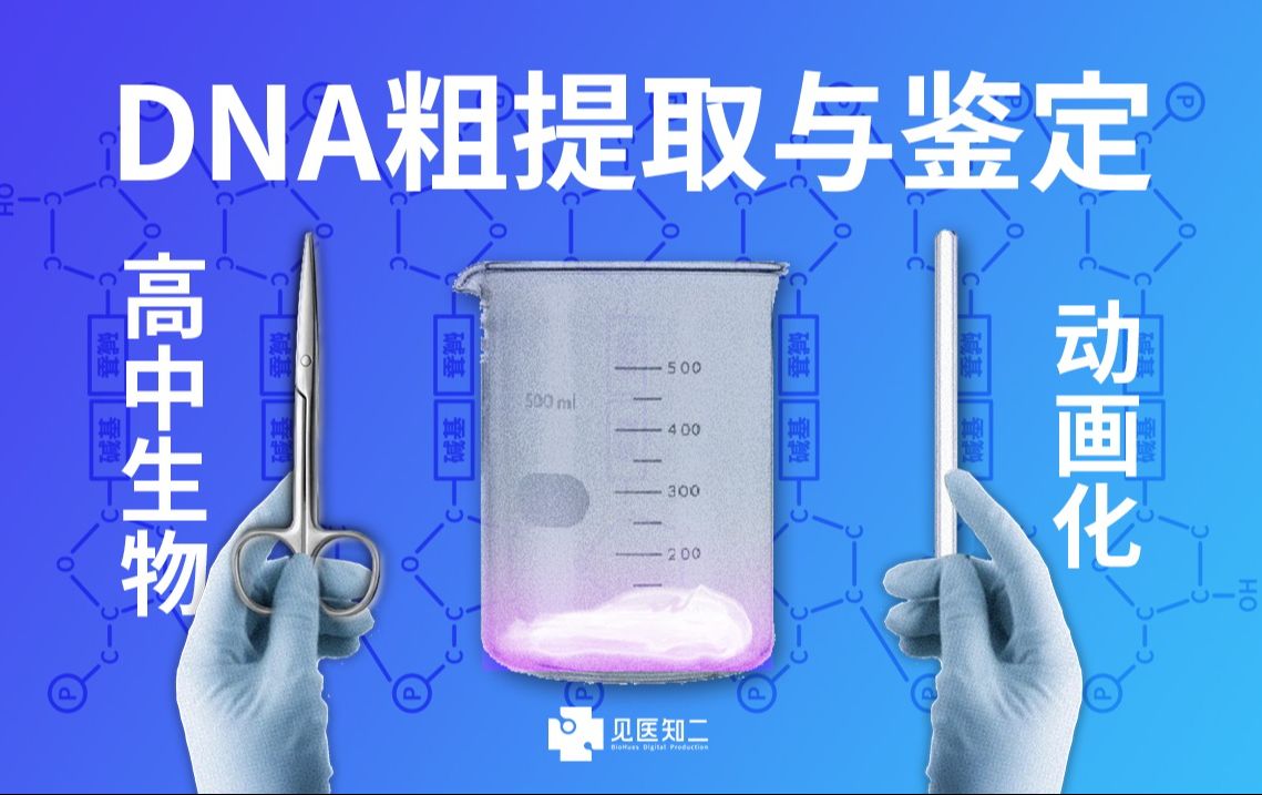 【高中生物】DNA的粗提取与鉴定实验动画化