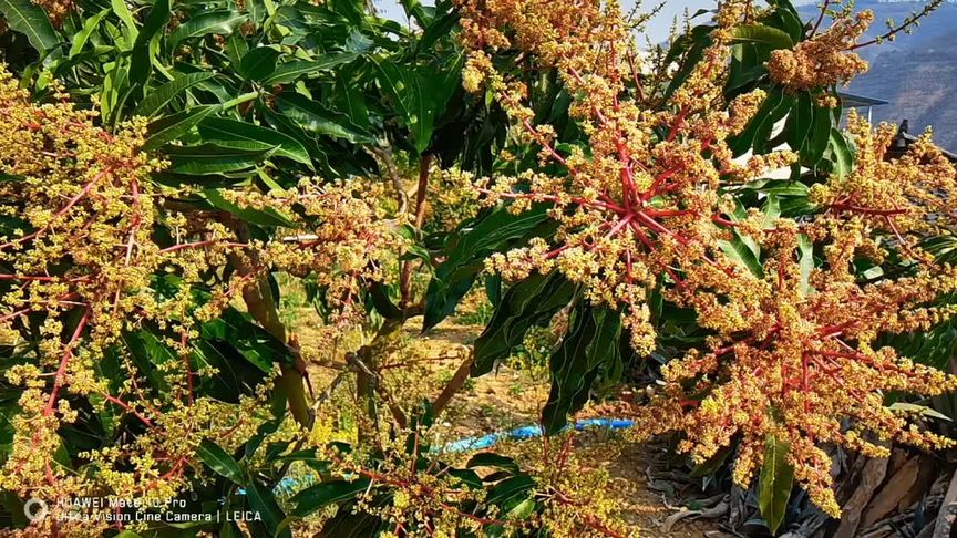 #三农#芒果#种植技术 #水果