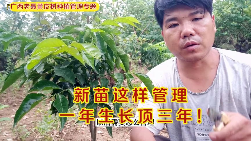 看看广西果农教您如何种植鸡心黄皮!从小苗严格矮化控制枝条技术