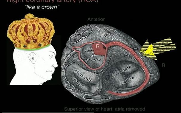 【人解三分钟】心脏冠状动脉的分支:冠心病涉及到的窦房结支旋支室...