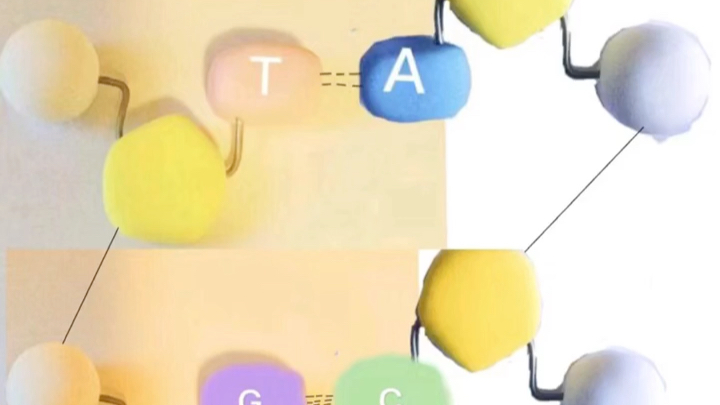 DNA双螺旋结构(剪视频好累)