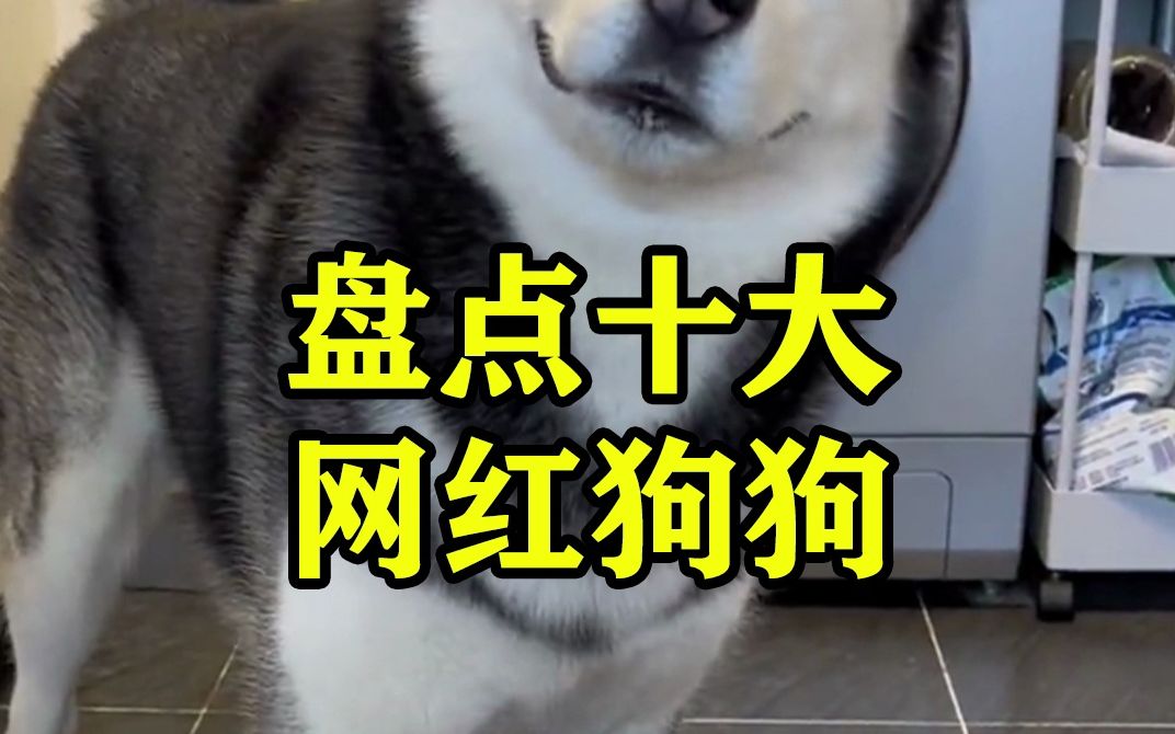 盘点十大网红狗狗