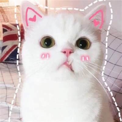 白猫村の果酱儿 