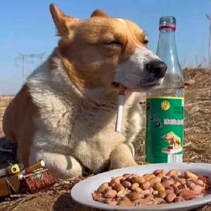 请不要关注在下 