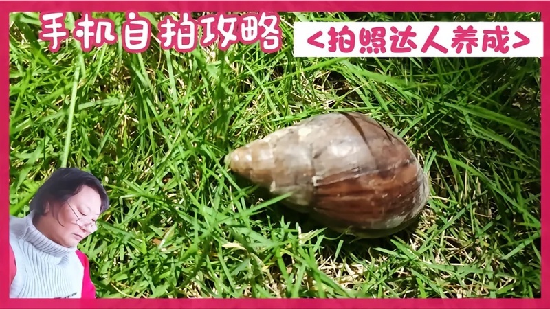 这详的爬行动物,你认识吗