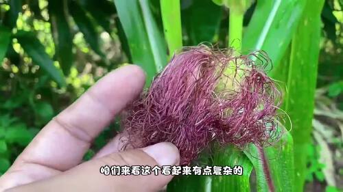 玉米须别扔!它竟是中医眼里的"黄金养生草",功效太神奇了