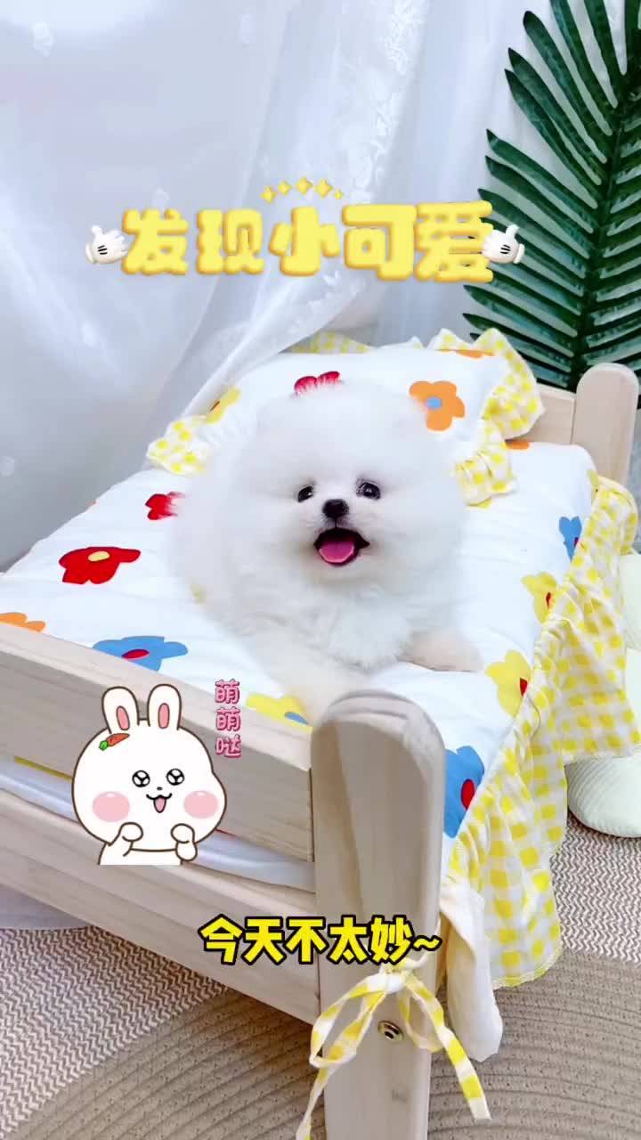 这只小家伙最后表情啥意思_