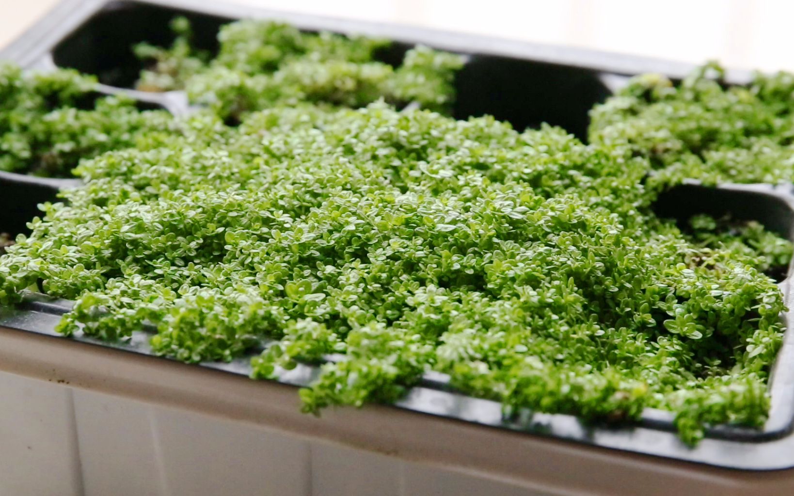【水草】迷你矮珍珠水上叶的移栽种植记录