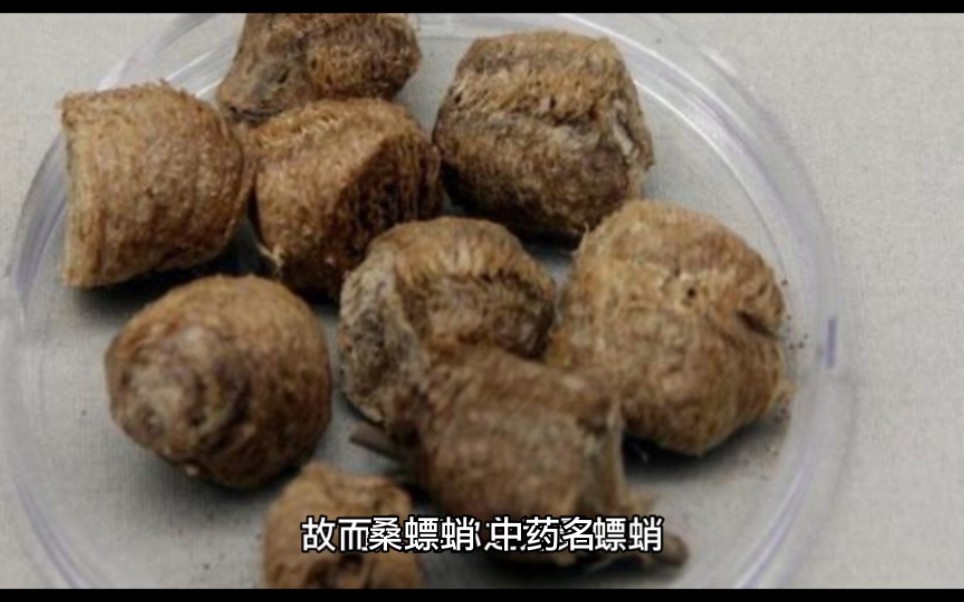 大家一起来认识中药桑螵蛸。