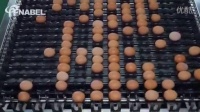 【NABEL】自动蛋品分级包装系统≪80,000eggs/hr≫(CANOPUS8000)