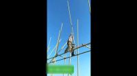 实拍建筑工地农民工搭设脚手架, 6米的钢管举起来不费劲