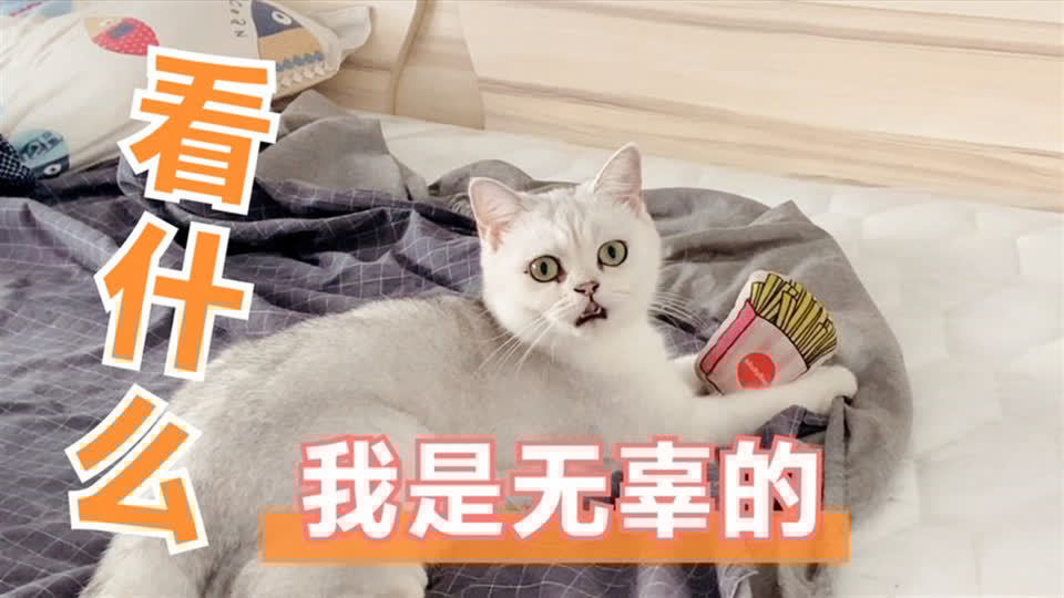 铲屎官的床单为什么这么乱?猫咪调皮起来真可怕!