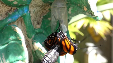 毛毛虫变成蝴蝶的全过程,破茧成蝶一瞬间,让人浮想联.
