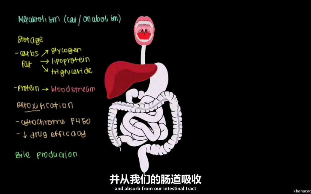 【消化系统】肝脏的结构和功能