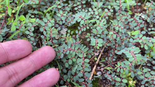 珍珠草竟是肝脏守护神!揭秘它不为人知的7大神奇功效
