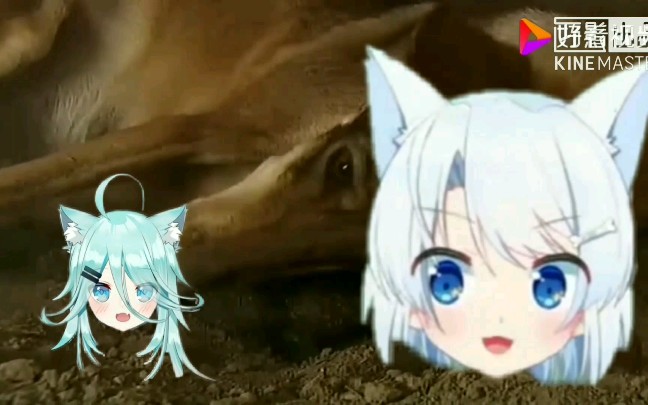 狼妈妈的分娩过程