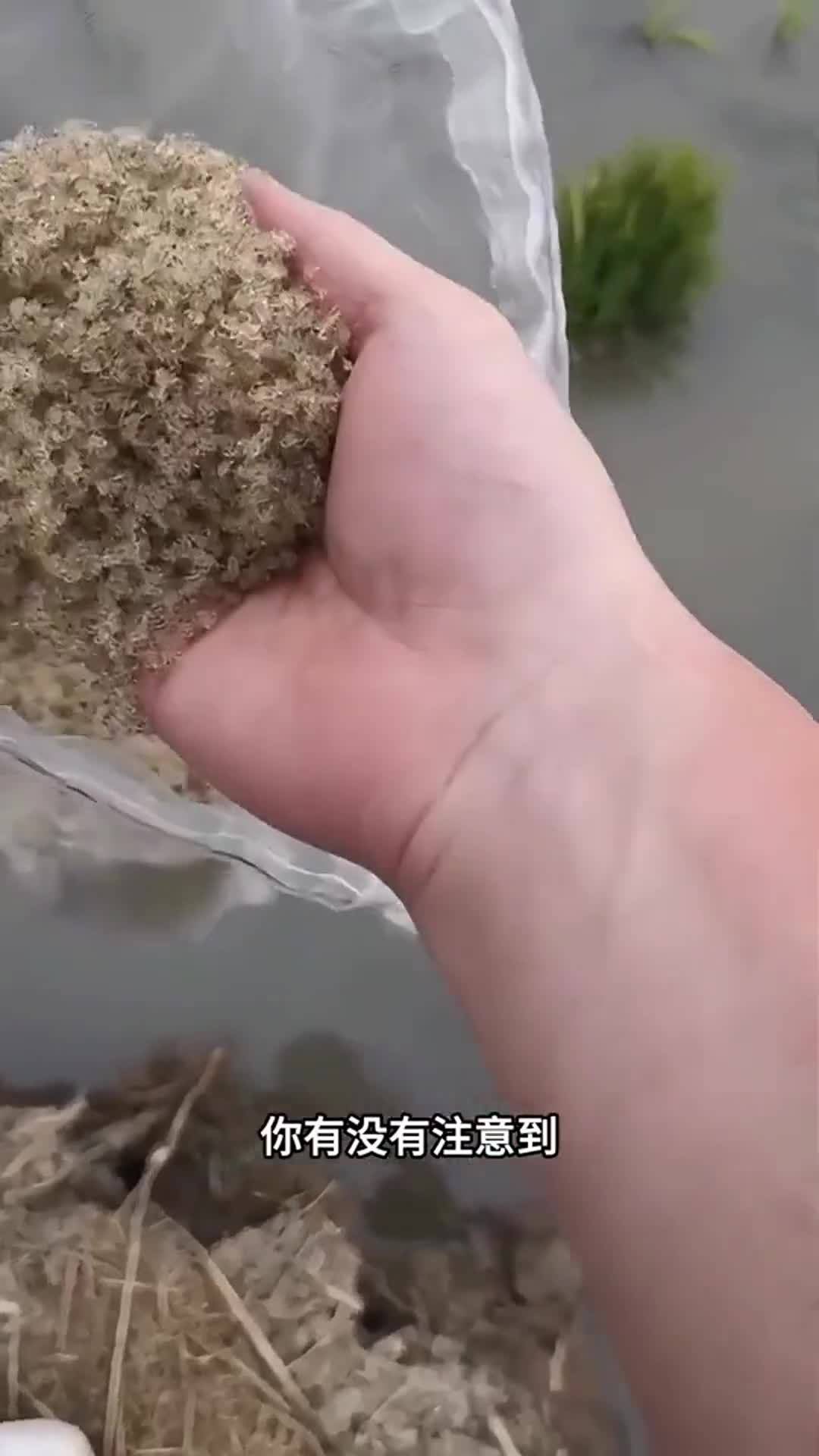 稻蟹共生:一水两用一田双收,稻田螃蟹生态养殖攻略