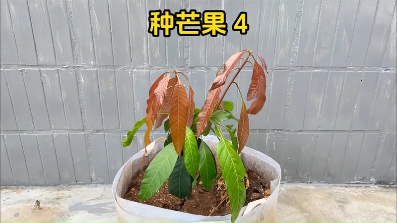 历时9个月用芒果里的核种芒果,后续来了