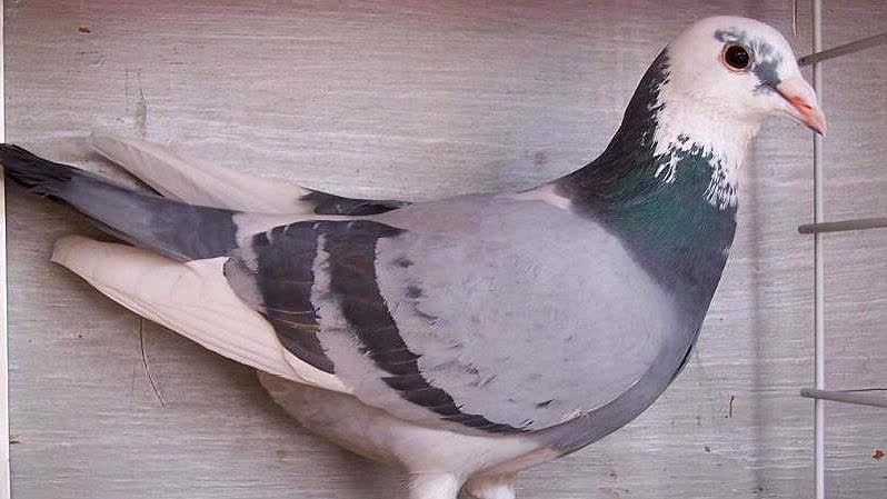 古人打仗时,真的会用鸽子传递信件吗?真相和我们想的.