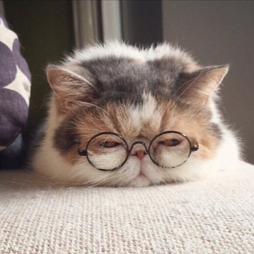 猫哥先睡了 