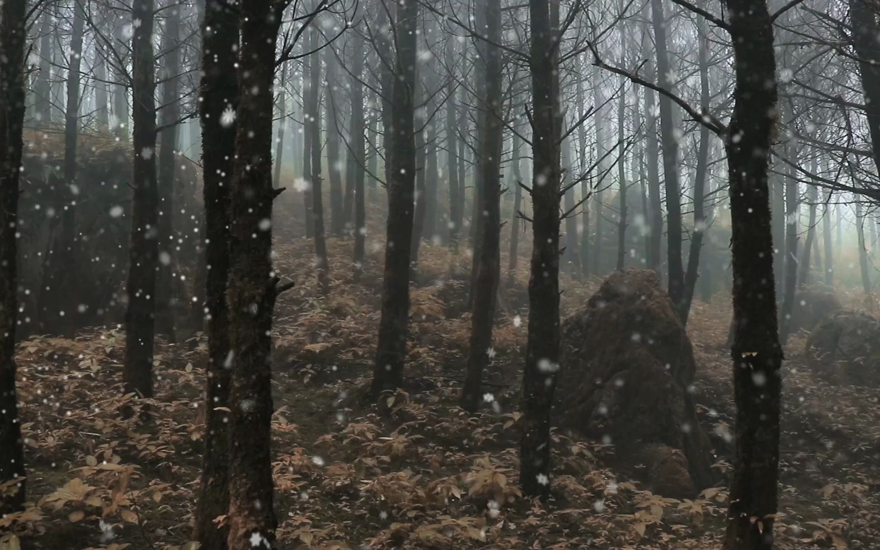PR视频教程 制作下雪视频 简单操作小白也能学会