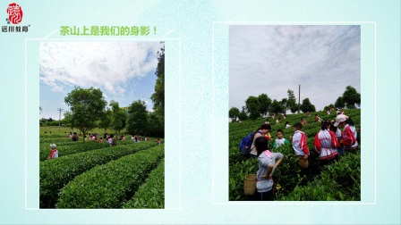 成都七中初中附属小学二年级六班 ——“虫踪茶影”研学旅行相册