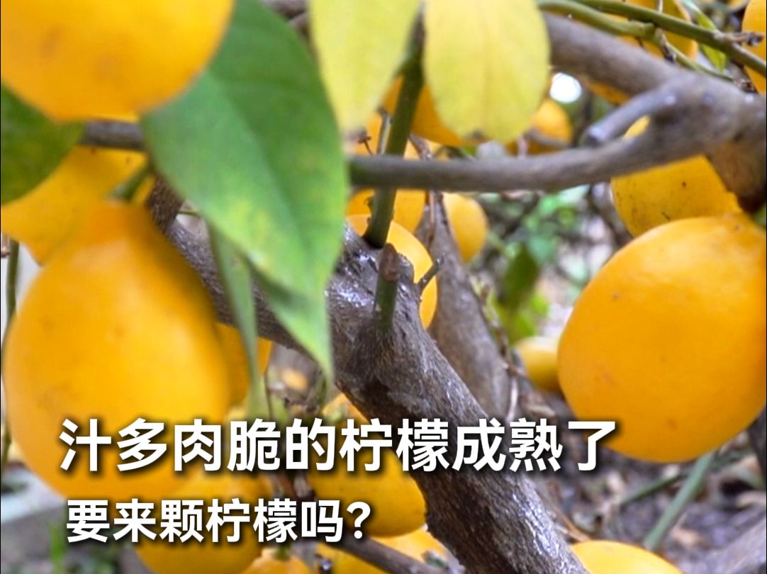 七师一二九团汁多肉脆的柠檬成熟了,要来颗柠檬吗?