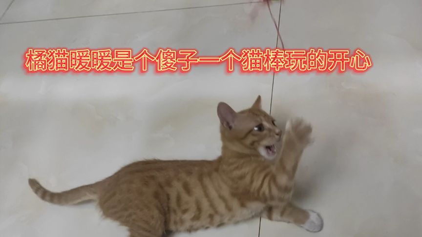 猫咪真的不记仇,生气过一会就玩起来