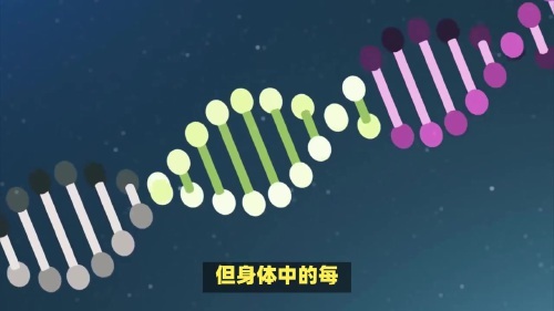 麻省理工学院的化学家快速计算出三维基因组结构