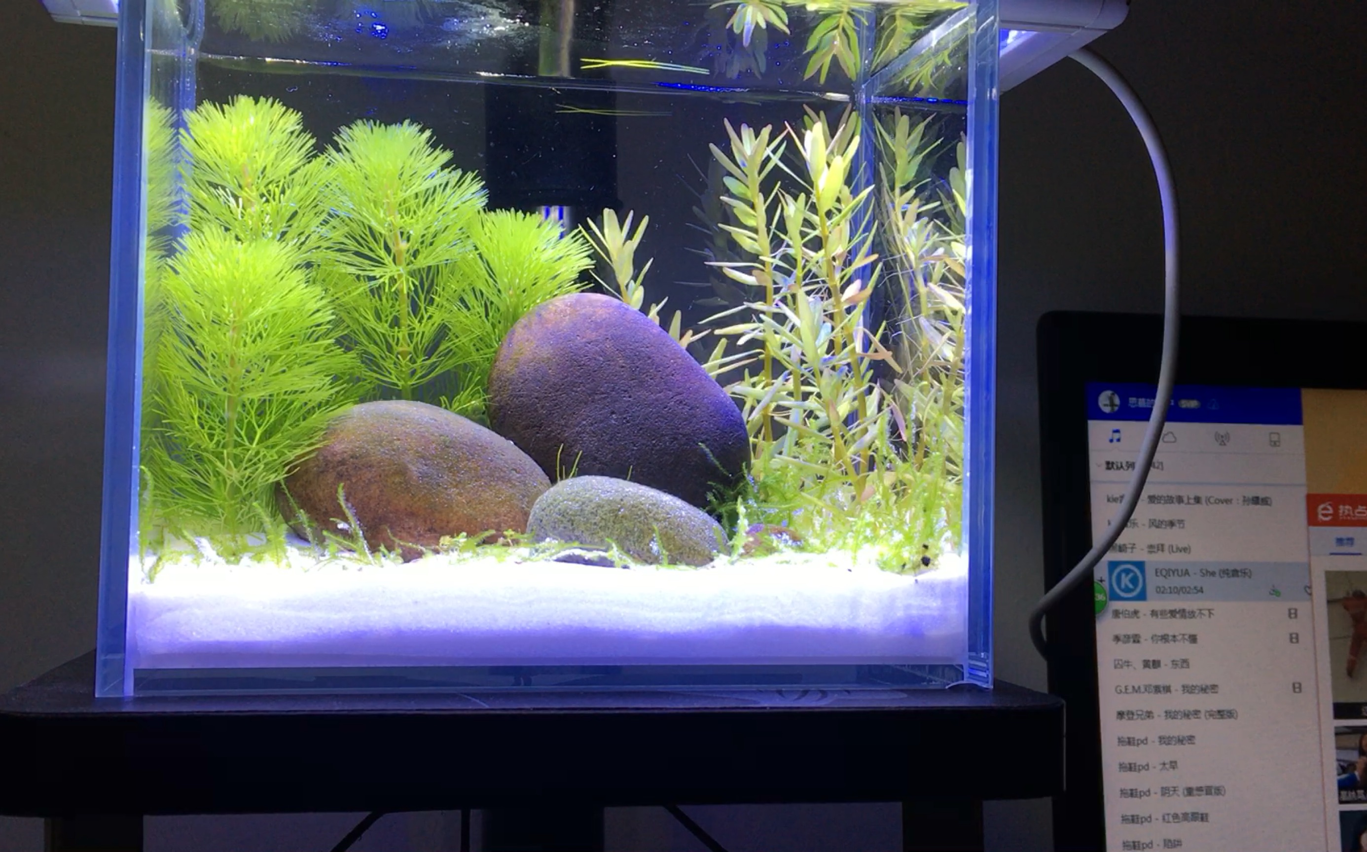 2019.03.15 迷你缸 水草造景