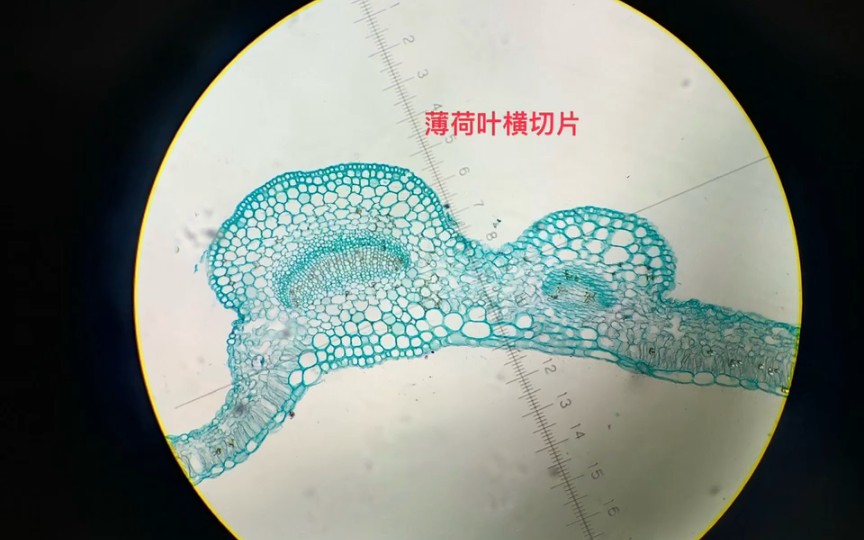 生药学显微鉴别中药切片