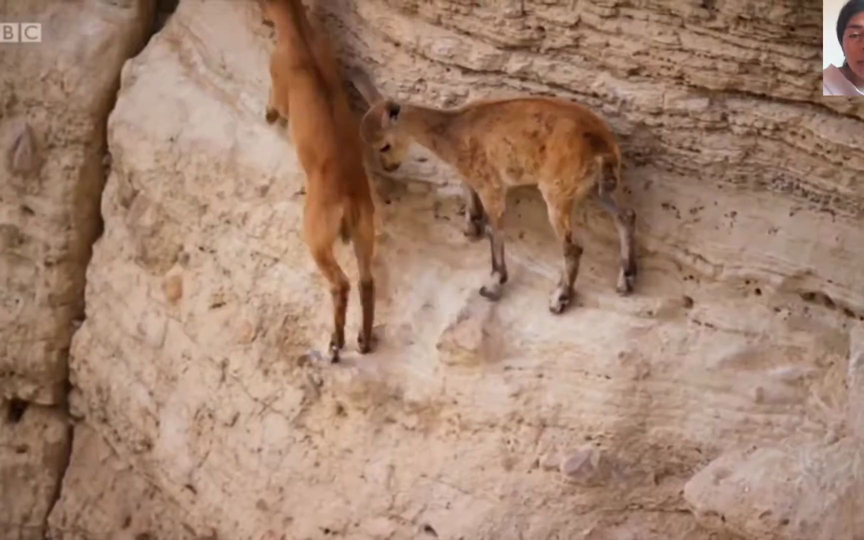 关节顺应性对仿生蹄动态防滑性的意义|2019|帝国理工学院【T-RO】