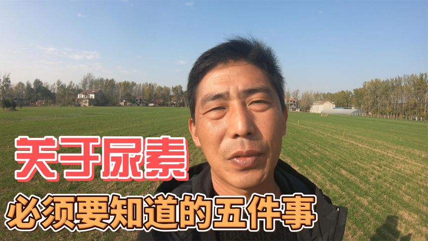 该怎样选择大颗粒尿素还是小颗粒尿素才不会踩坑,认真听我说。