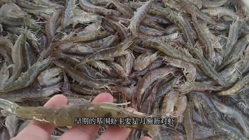 大虾的种类