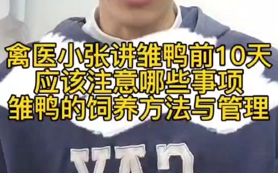 ...怎样才能提高雏鸭的成活率?雏鸭的饲养方法与管理小鸭子多少天...
