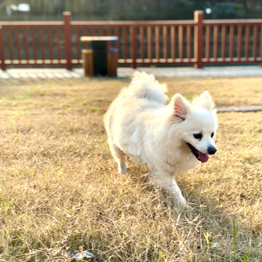 Mr独行远方 