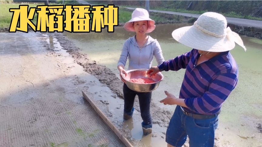湖南农村妹与父亲一起播种水稻抛秧,我帮着打下手一学就会