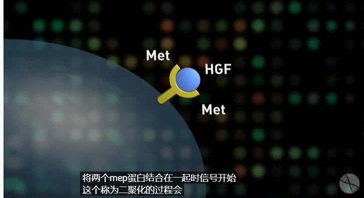 c-Met基因异常:高频癌种的中国特色 !(HGF MET信号通路简介)