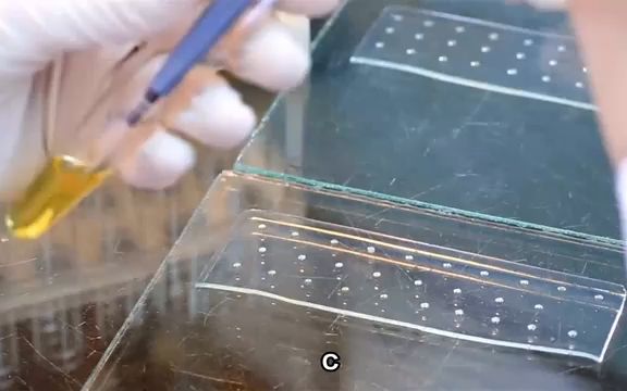 细胞转染实验中的注意事项有哪些?