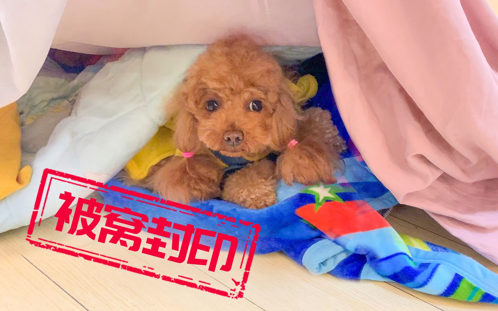 【萌星人火龙果】听说过年用床单能封印狗狗不拆家,试过之后才发现:...