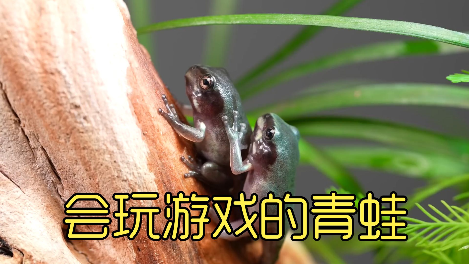 沉浸式养蝌蚪,培养一只会玩游戏的树蛙,能成功吗?
