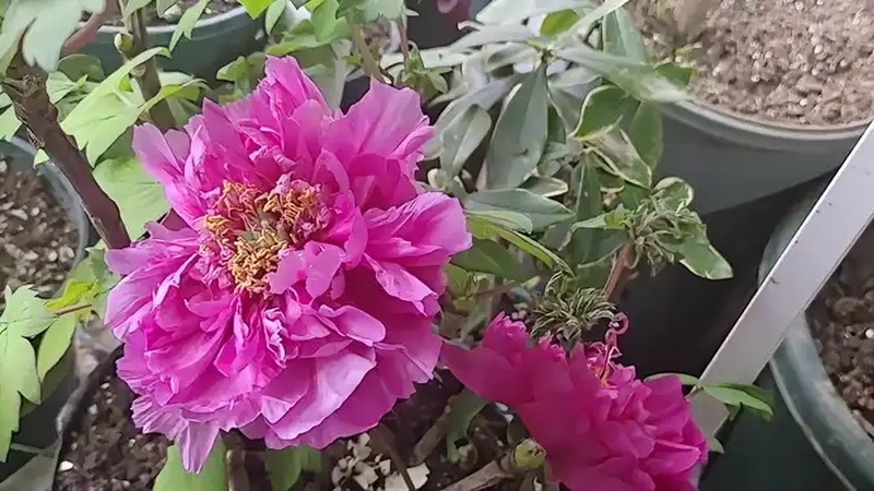 盆栽牡丹正确养护方法