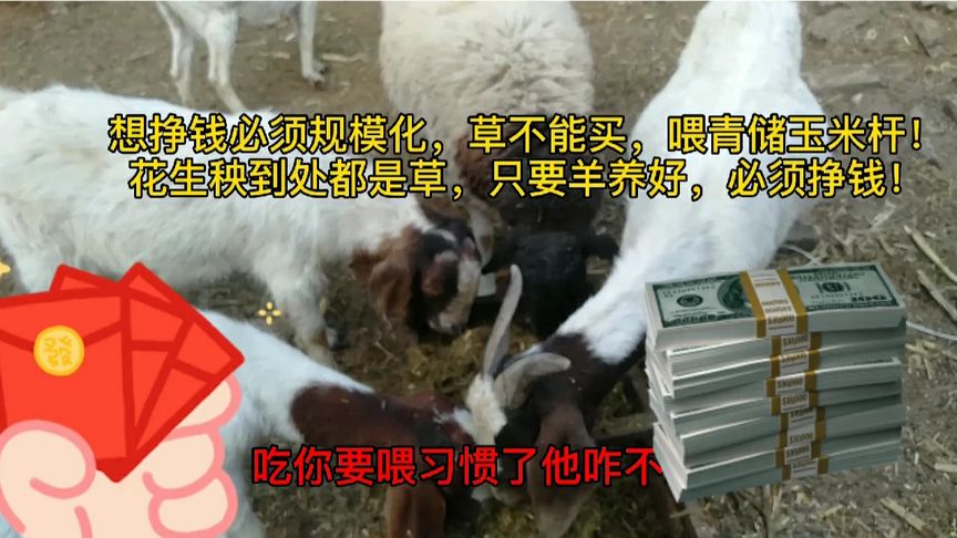 养殖业想挣钱,必须规模化,三年必须达到基础母羊三百以上。