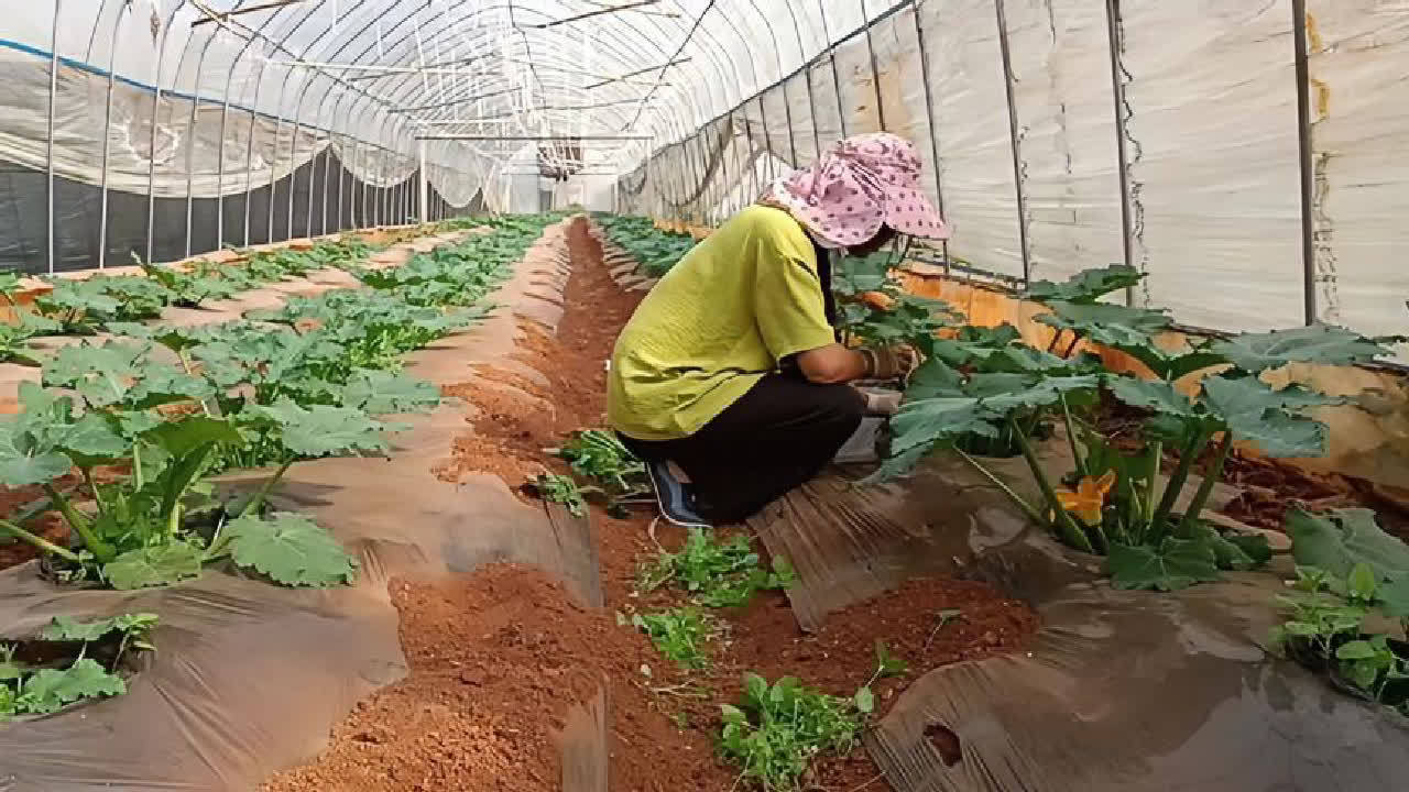 #2024新农人计划 #记录我的种植生活 #助农 #农业种植