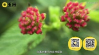 一点植物学[0段200集]马缨丹